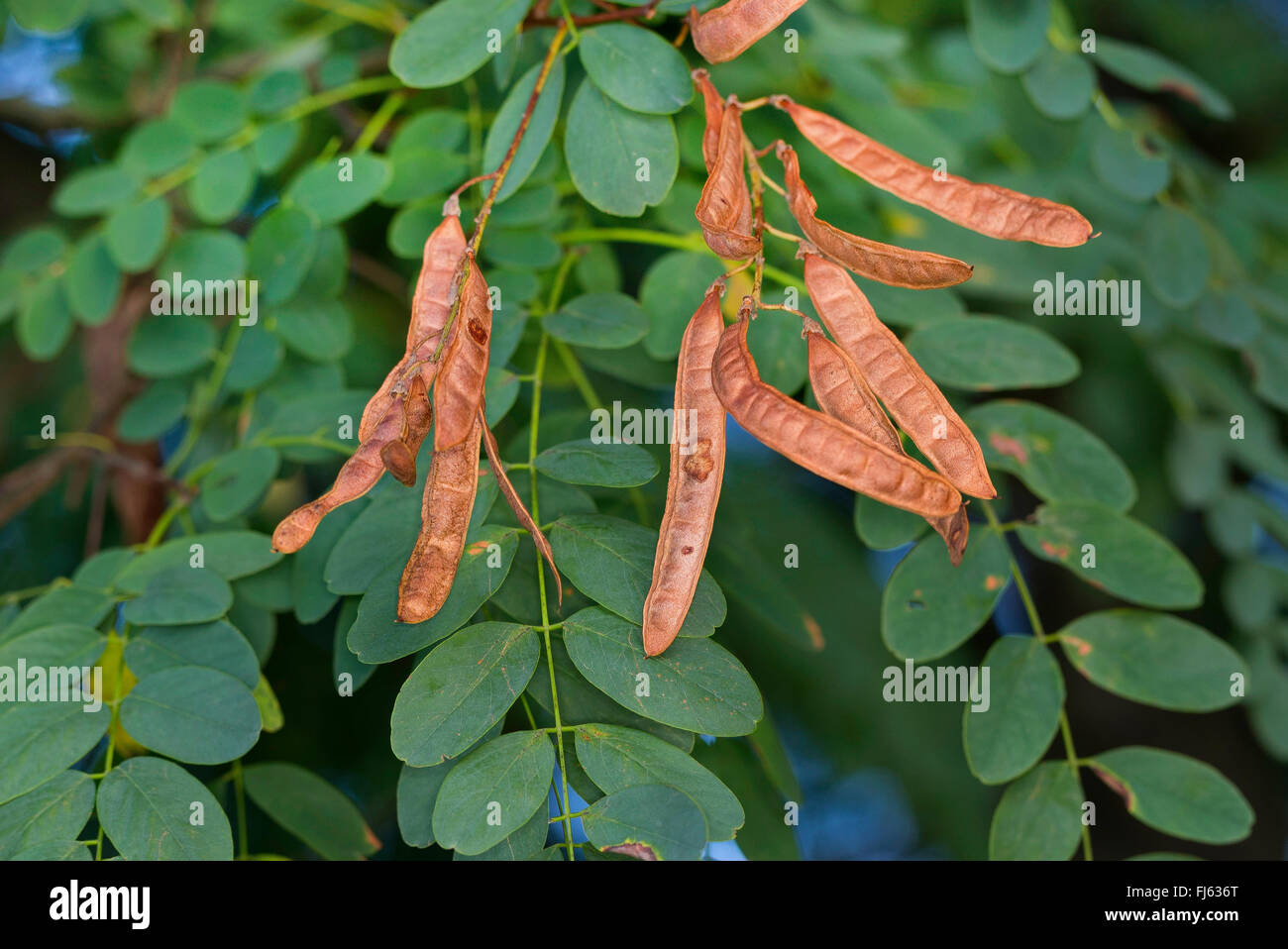 Le robinier, criquet commun, le robinier (Robinia pseudo-acacia ...