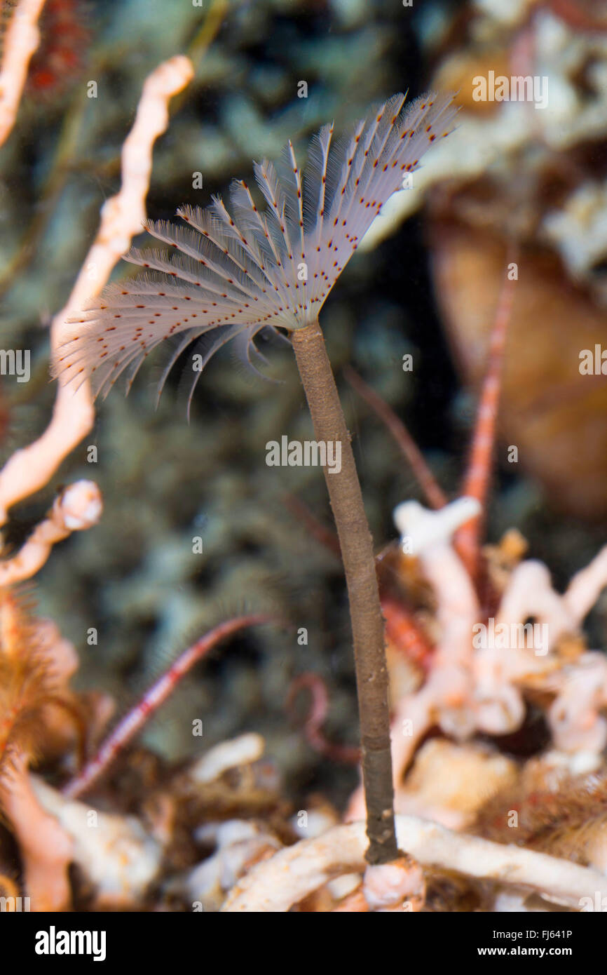 Ver de la plume de mer Banque de photographies et d’images à haute ...