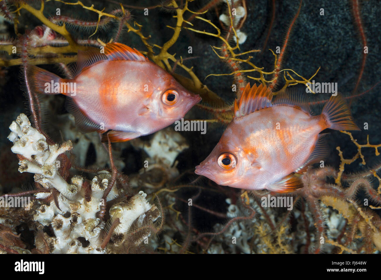 Boar fish Banque de photographies et d’images à haute résolution - Alamy