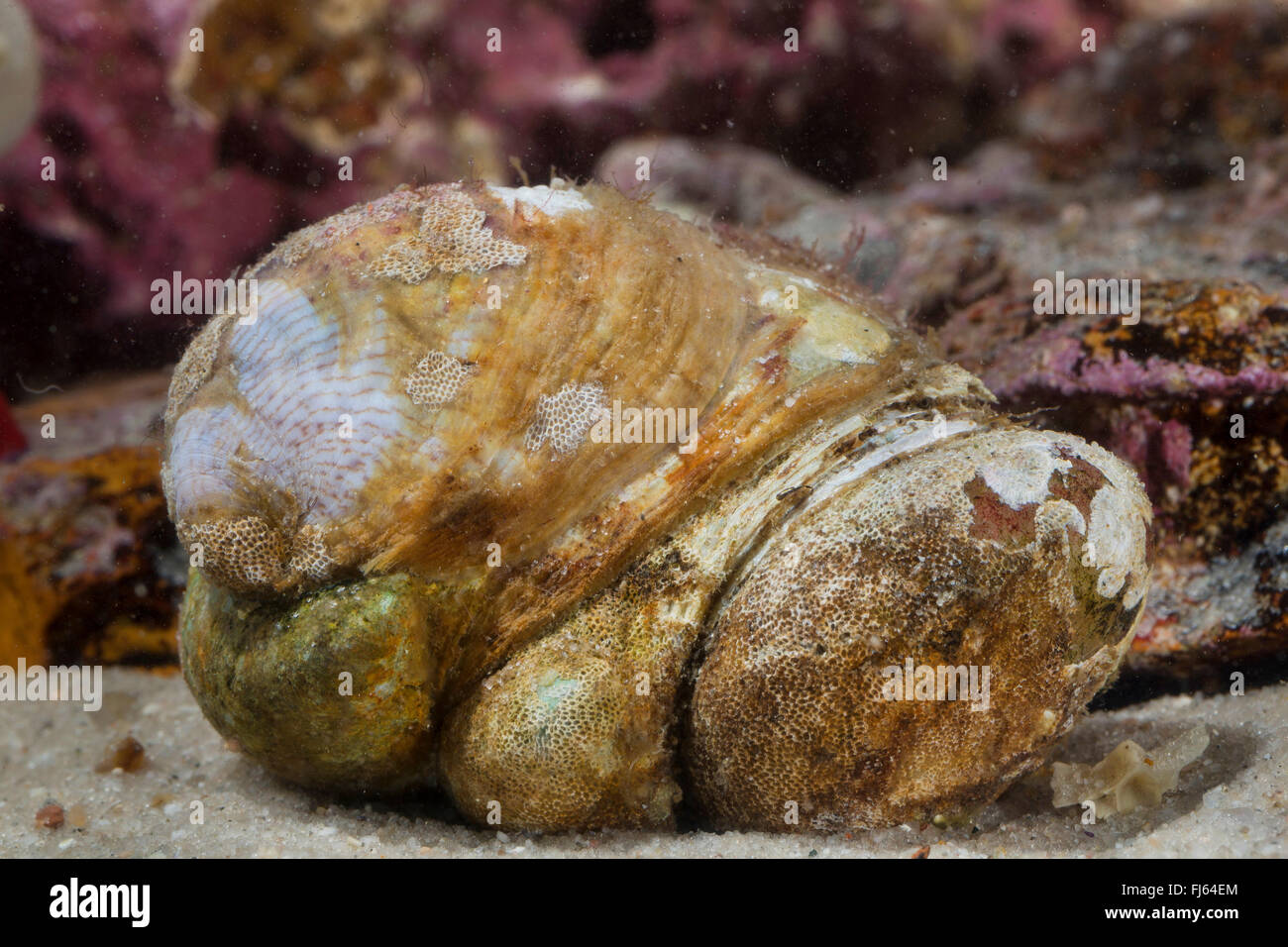 Coquilles de pantoufles Banque de photographies et d’images à haute ...