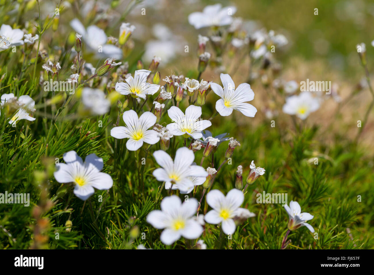 Alpine sandwort Banque de photographies et d’images à haute résolution ...