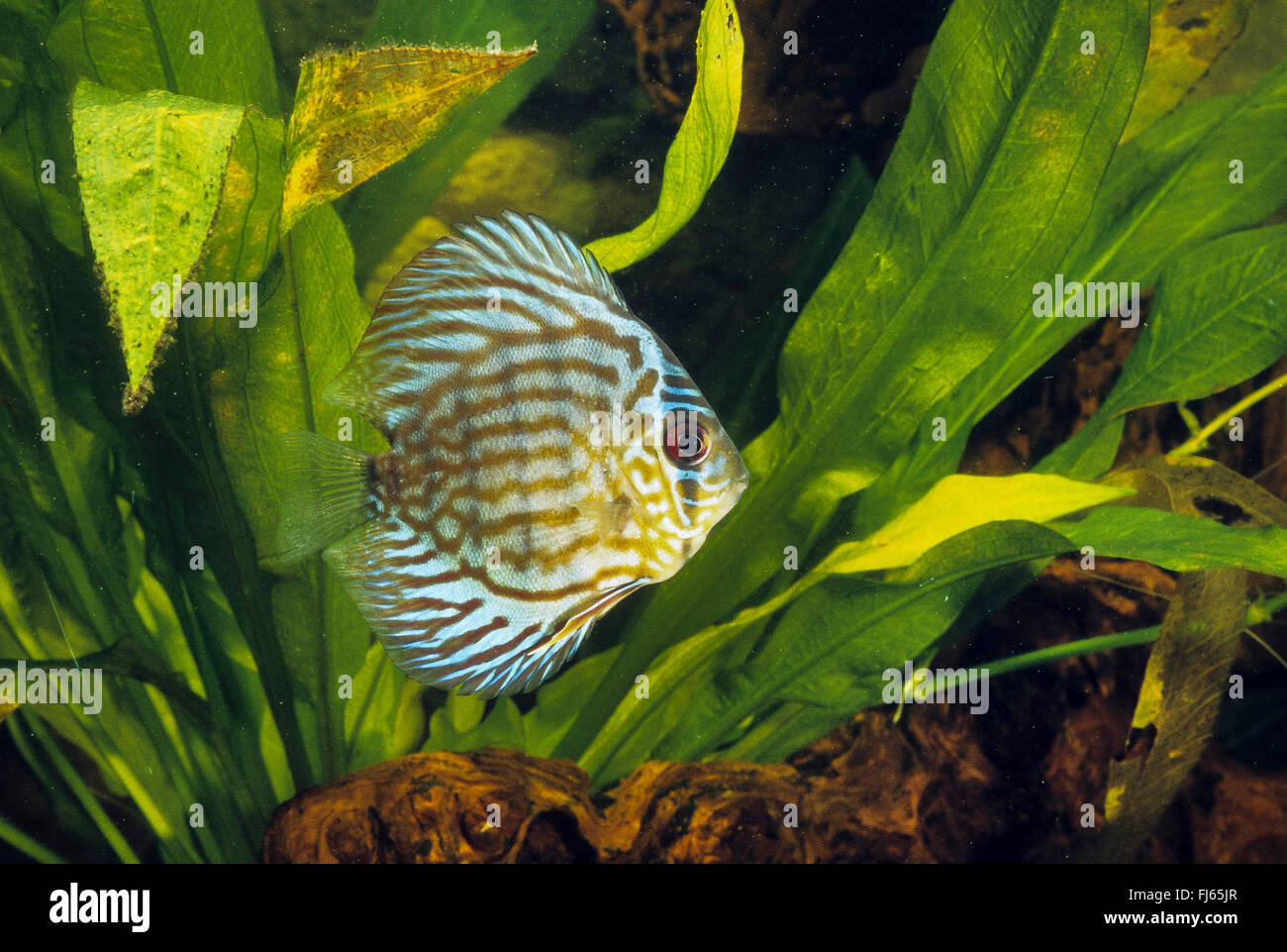 Pompadour discus poisson symphysodon aequifasciatus Banque d'image et ...