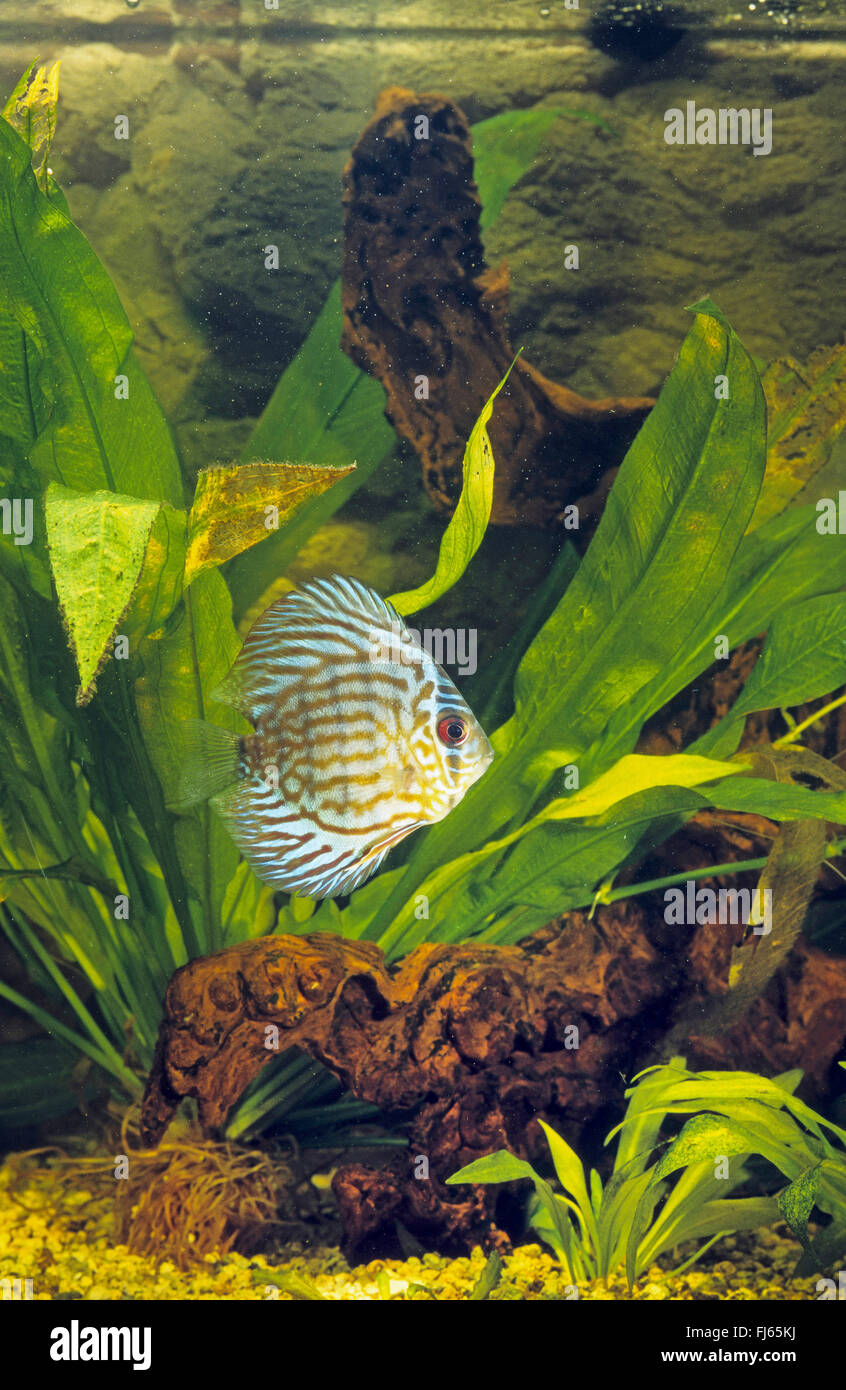 Pompadour discus poisson symphysodon aequifasciatus Banque de ...