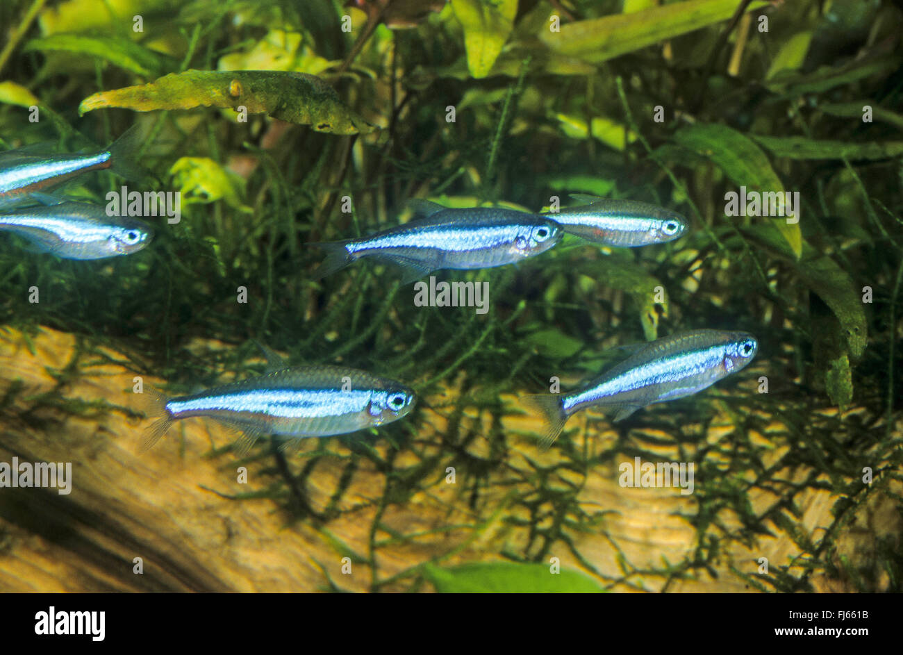 Green neon tetra paracheirodon simulans Banque de photographies et d ...