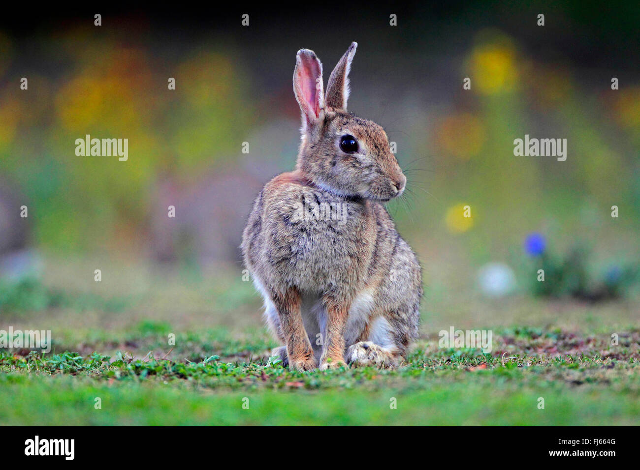 Lapin de garenne (Oryctolagus cuniculus), dans un pré, Allemagne Photo ...