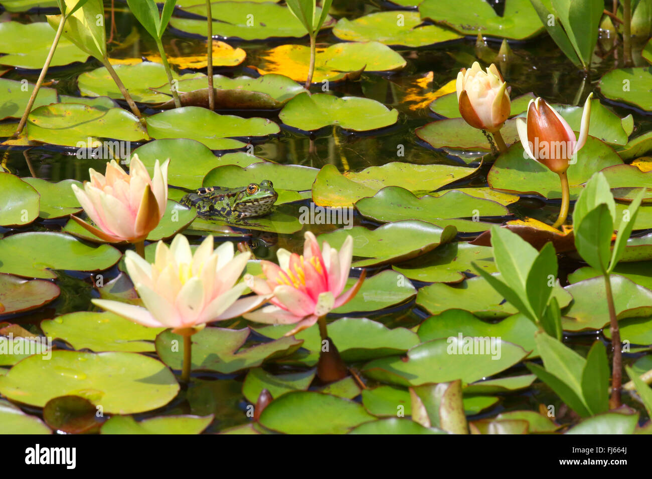 Grenouille rousse rose Banque de photographies et d’images à haute ...