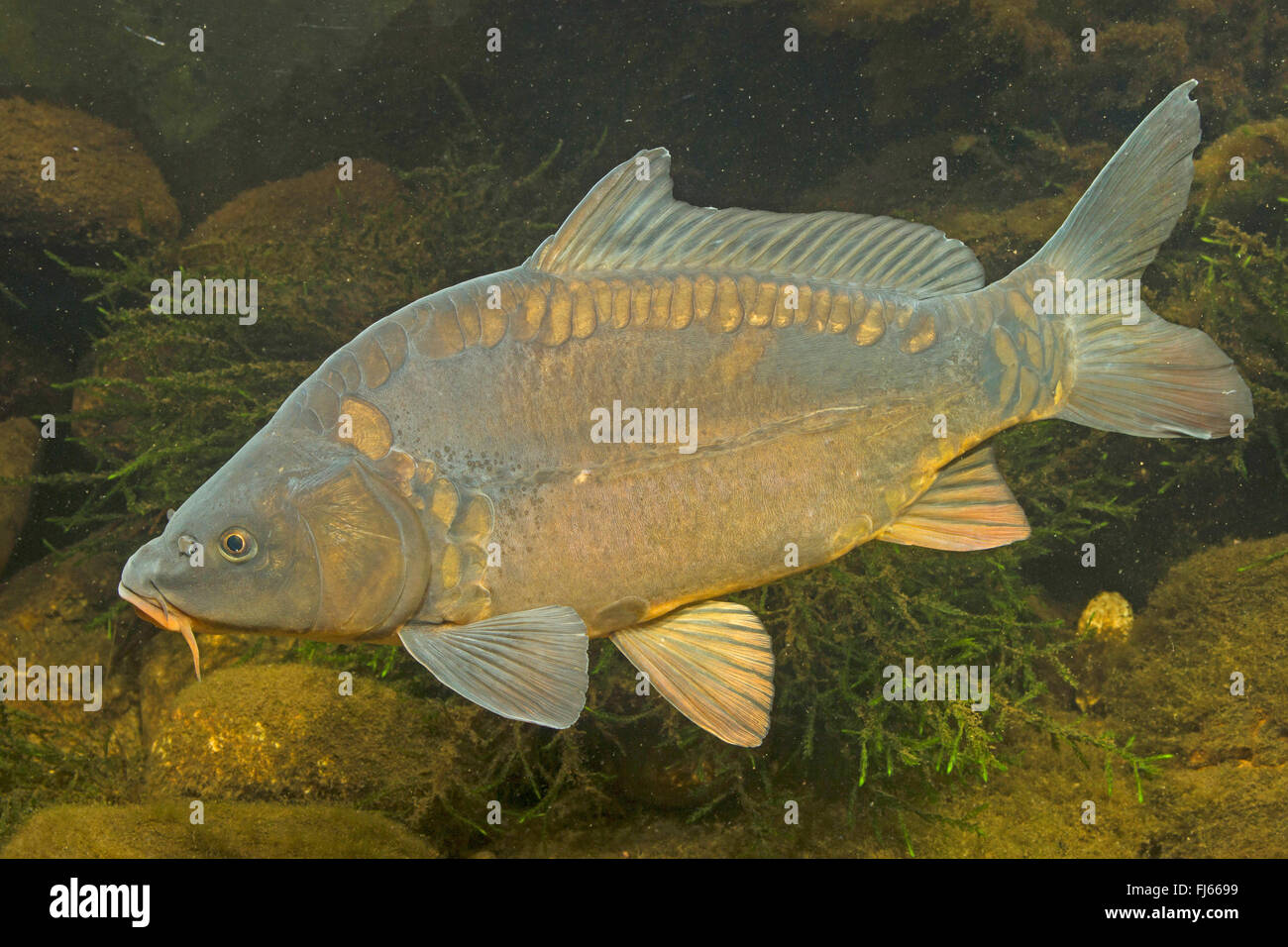 La carpe, la carpe commune, la carpe (Cyprinus carpio), carpe miroir ...