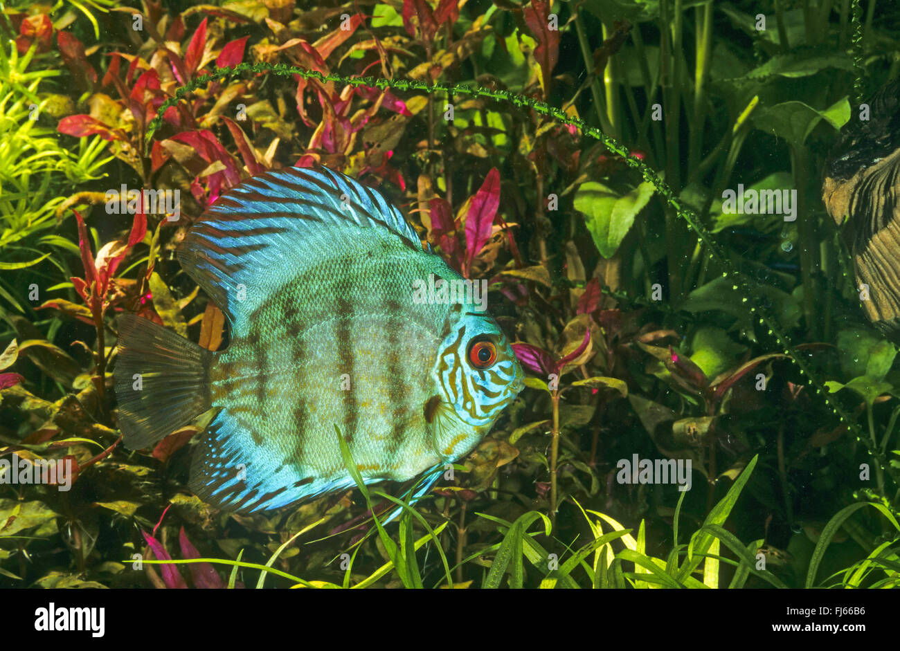 Pompadour discus poisson symphysodon aequifasciatus Banque d'image et ...