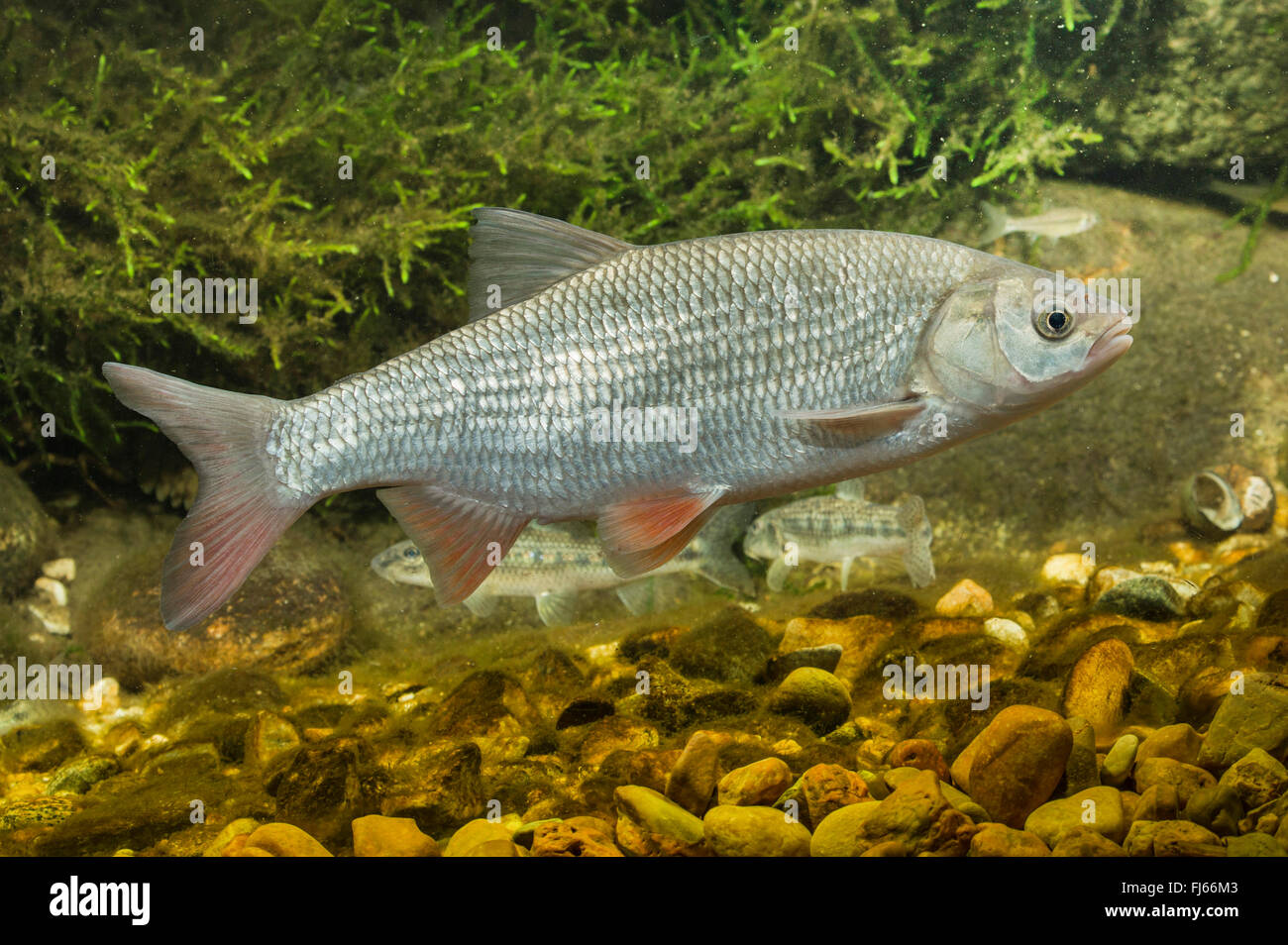 Ide fish Banque de photographies et d’images à haute résolution - Alamy
