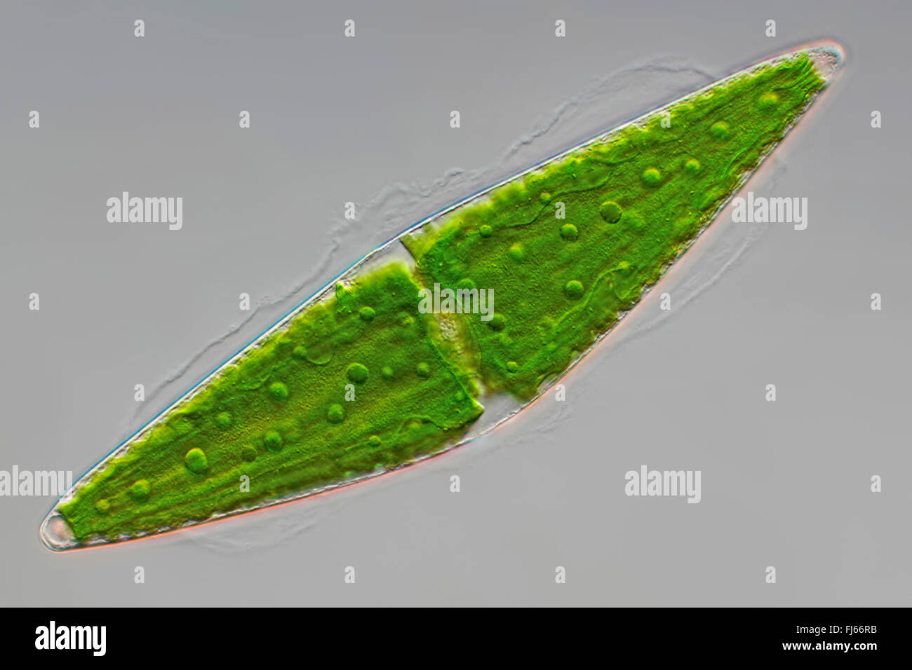 Closterium closterium spec Banque de photographies et d’images à haute ...