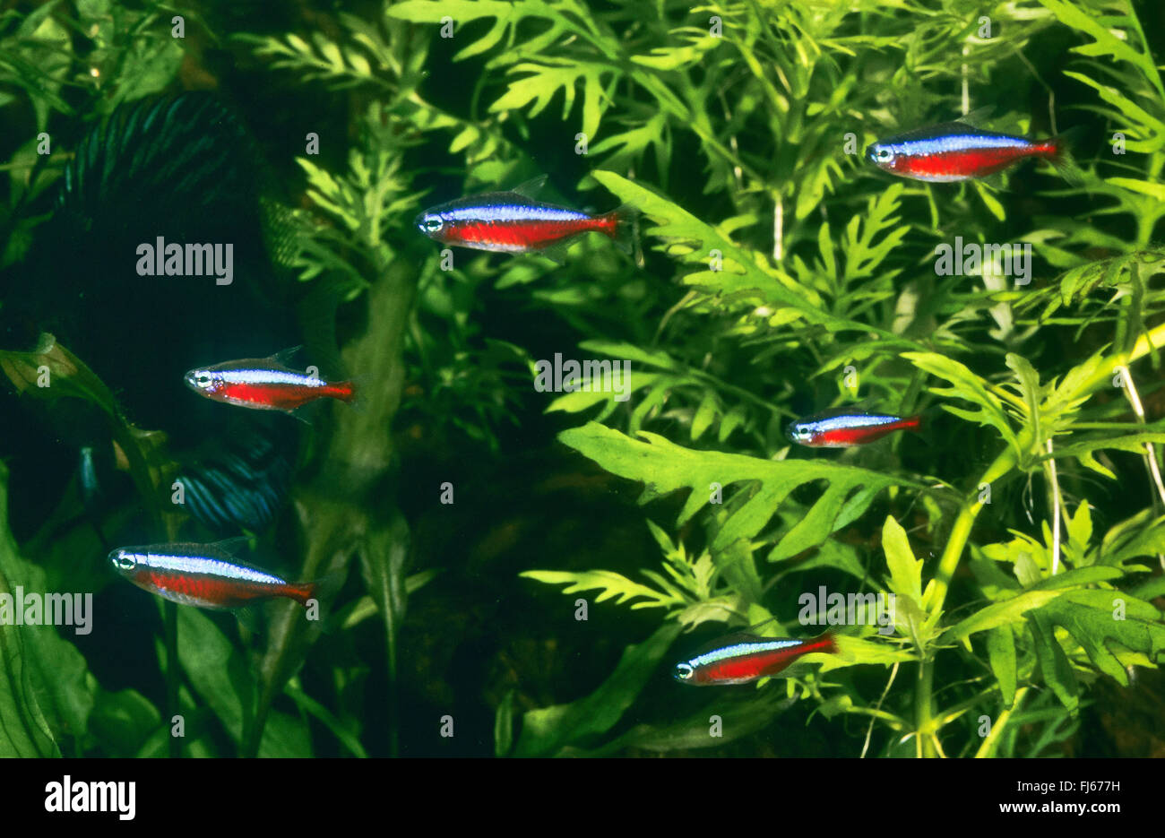 (Paracheirodon axelrodi cardinal tetra, Cheirodon axelrodi ...