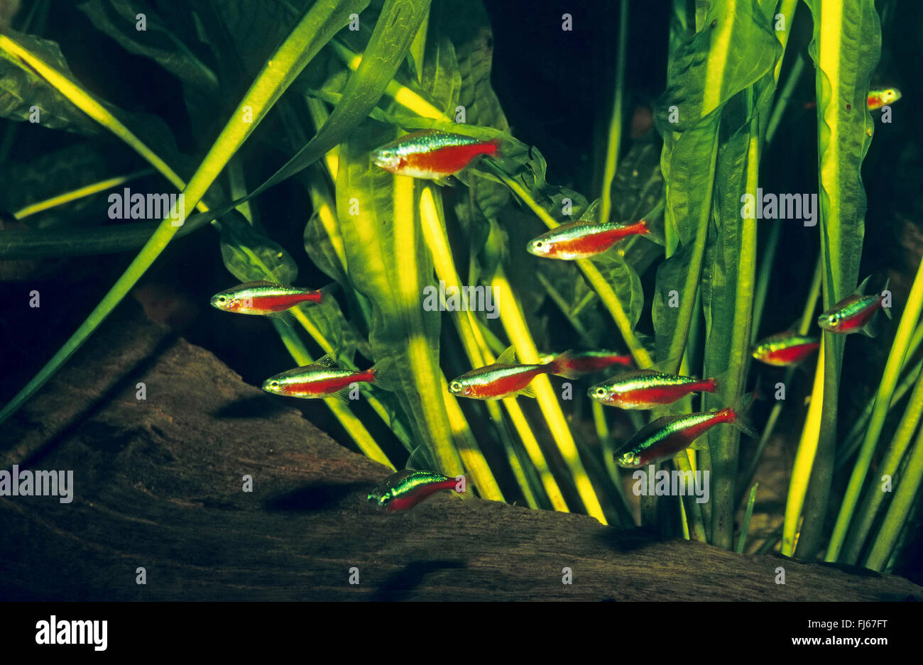 (Paracheirodon axelrodi cardinal tetra, Cheirodon axelrodi ...