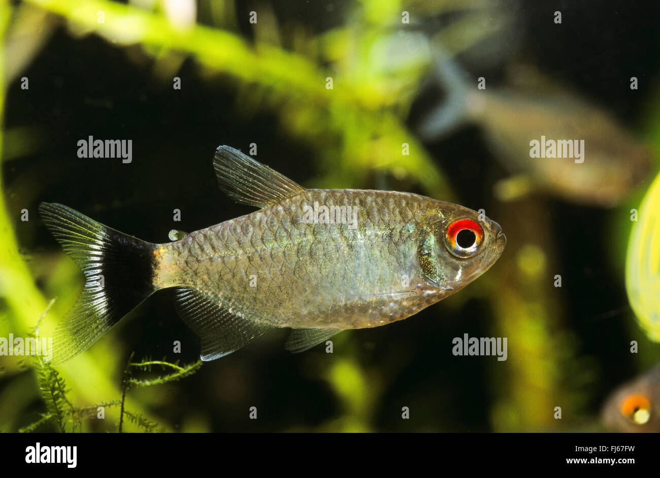 Dos jaune moenkhausia Banque de photographies et d’images à haute ...