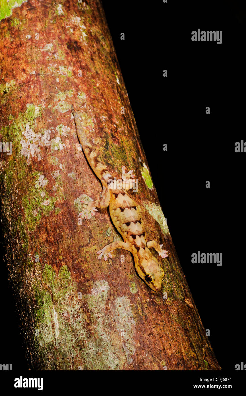Gecko sur un arbre Banque de photographies et d’images à haute ...