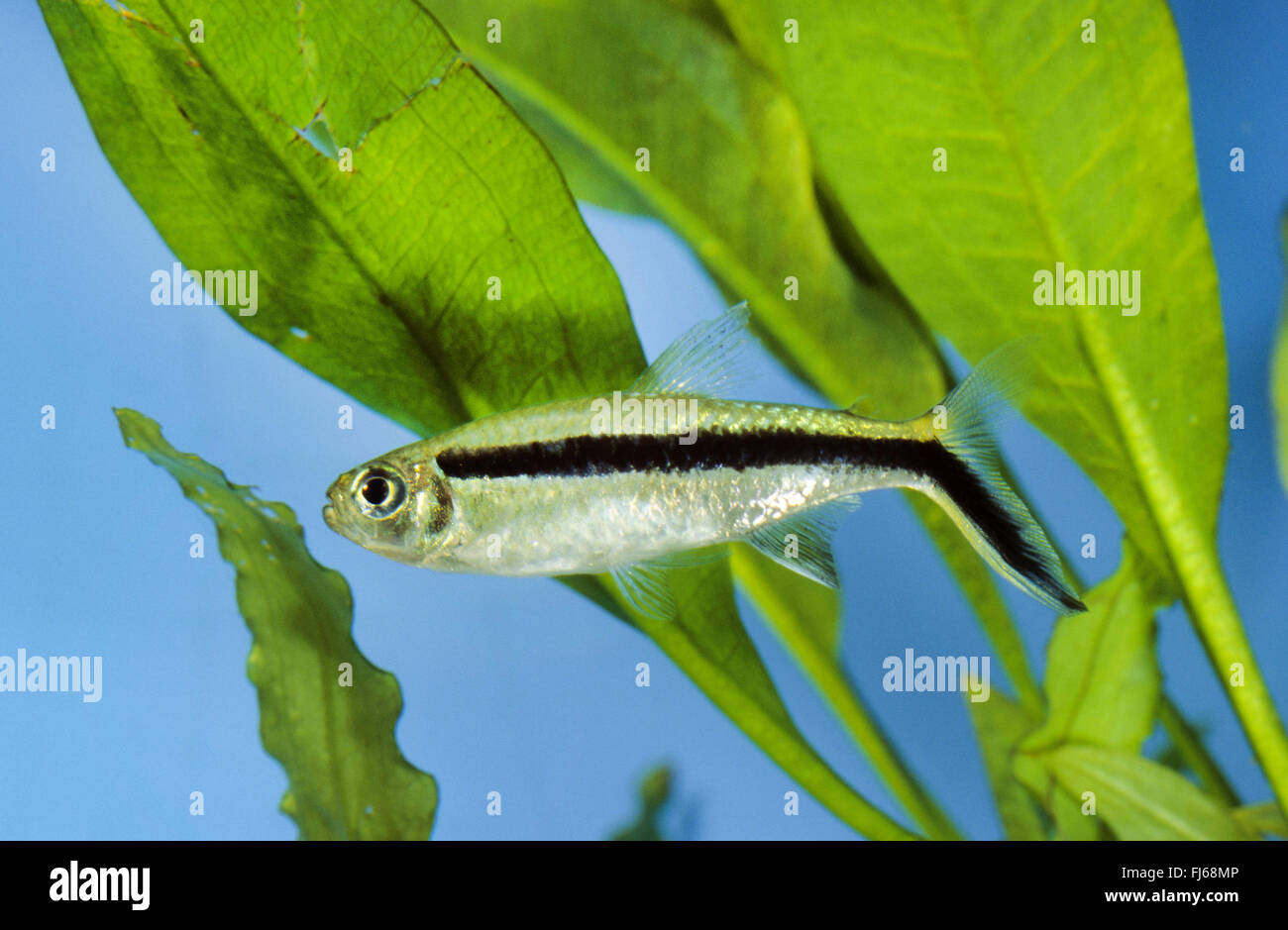 Poissons de manchots Banque de photographies et d’images à haute ...