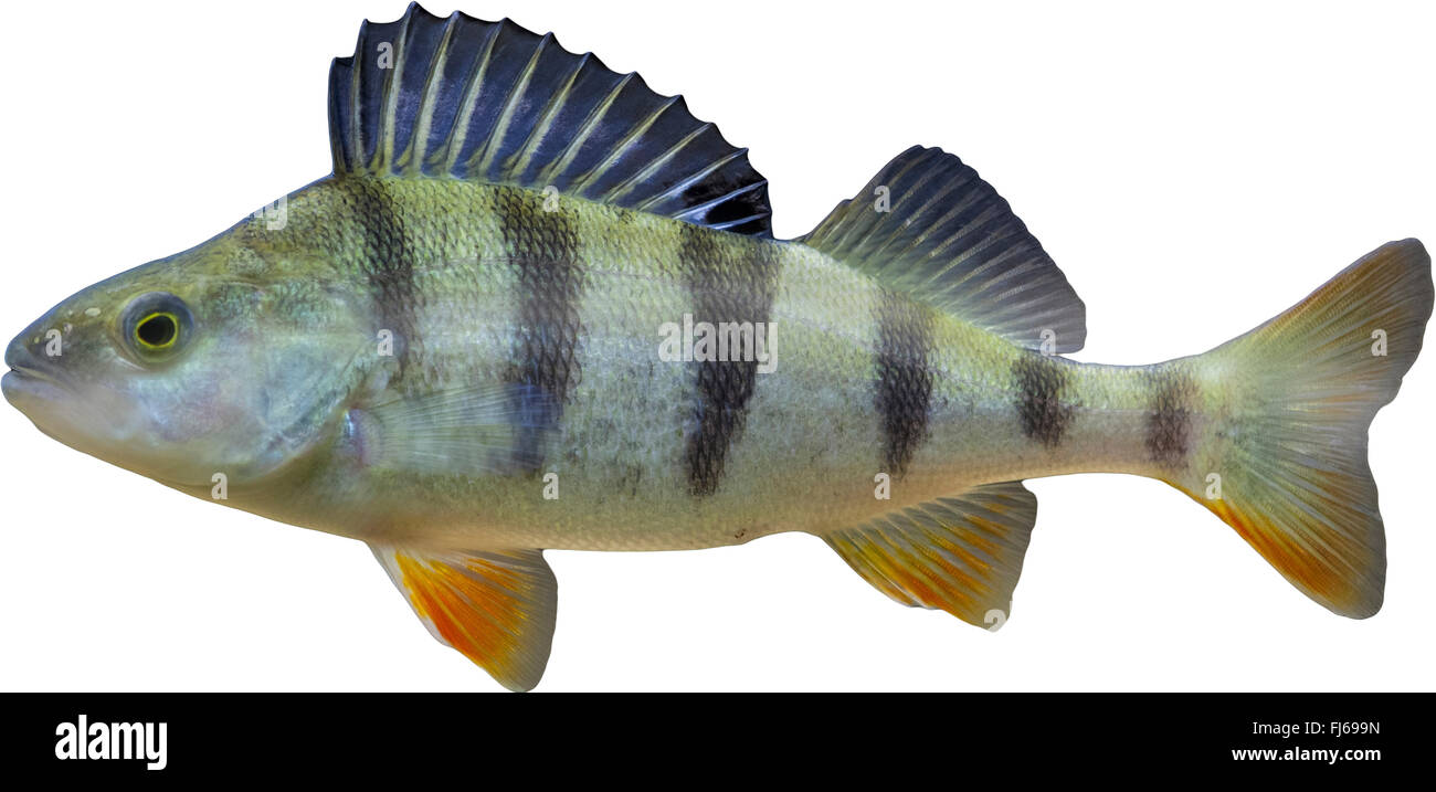 Perche blanche Banque de photographies et d’images à haute résolution ...