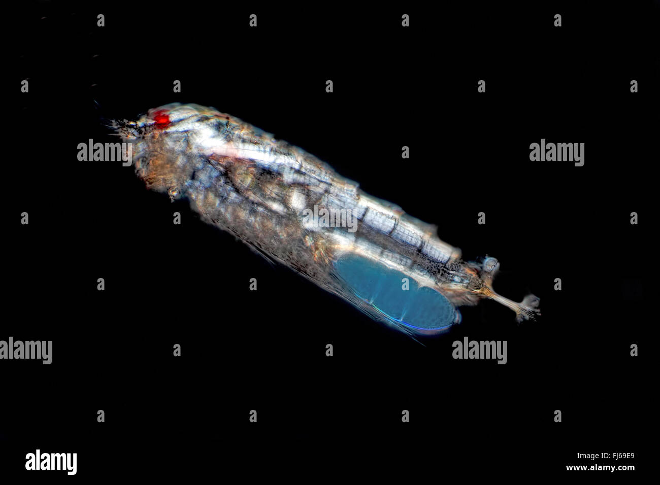 Copepodes copepoda Banque de photographies et d’images à haute ...