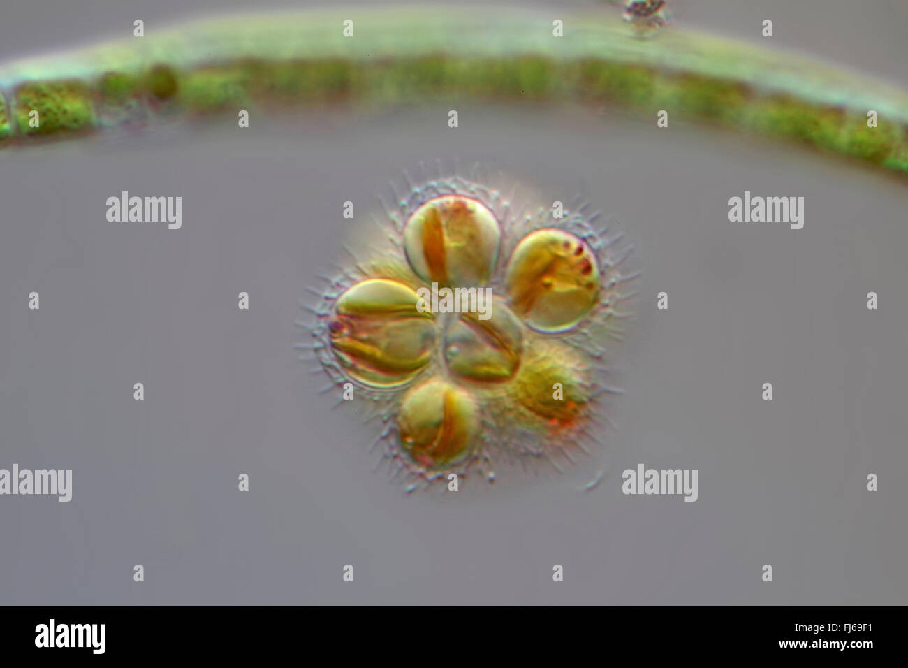 Synura synura spec Banque de photographies et d’images à haute ...