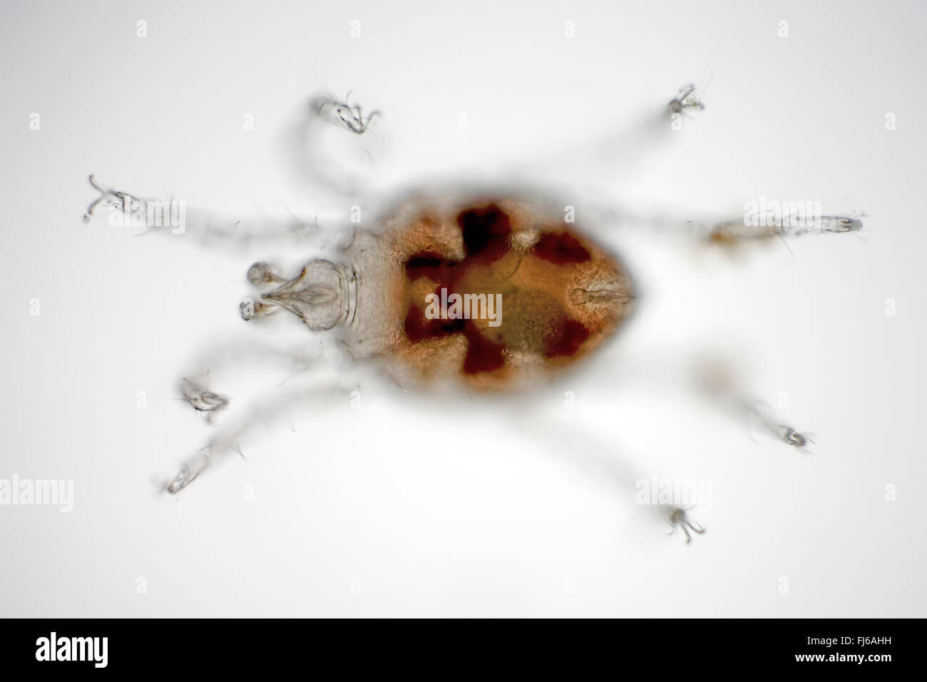 Acariens microscope Banque de photographies et d’images à haute ...