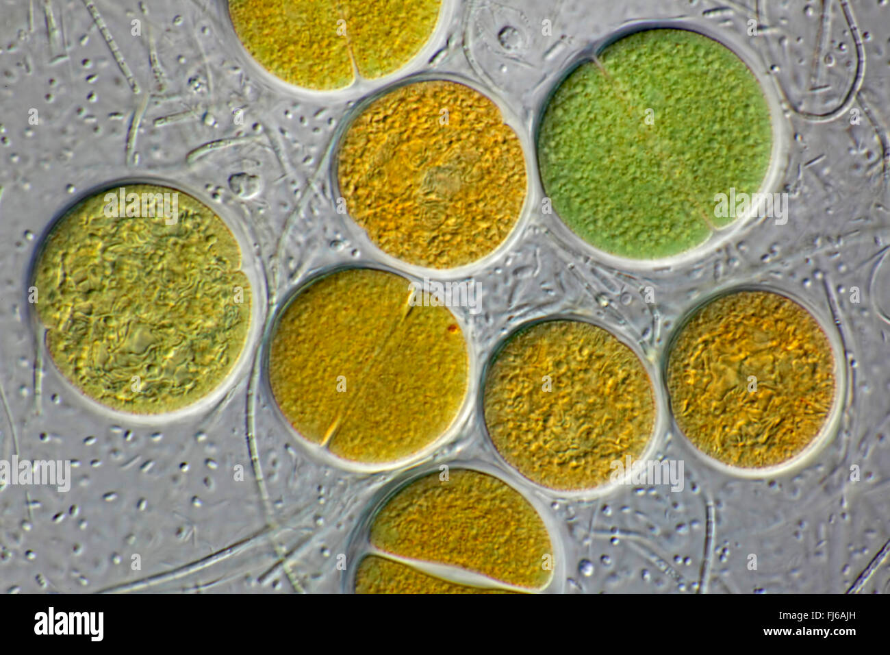 Algue bleu-vert (Chroococcus spec.), des colonies Photo Stock - Alamy