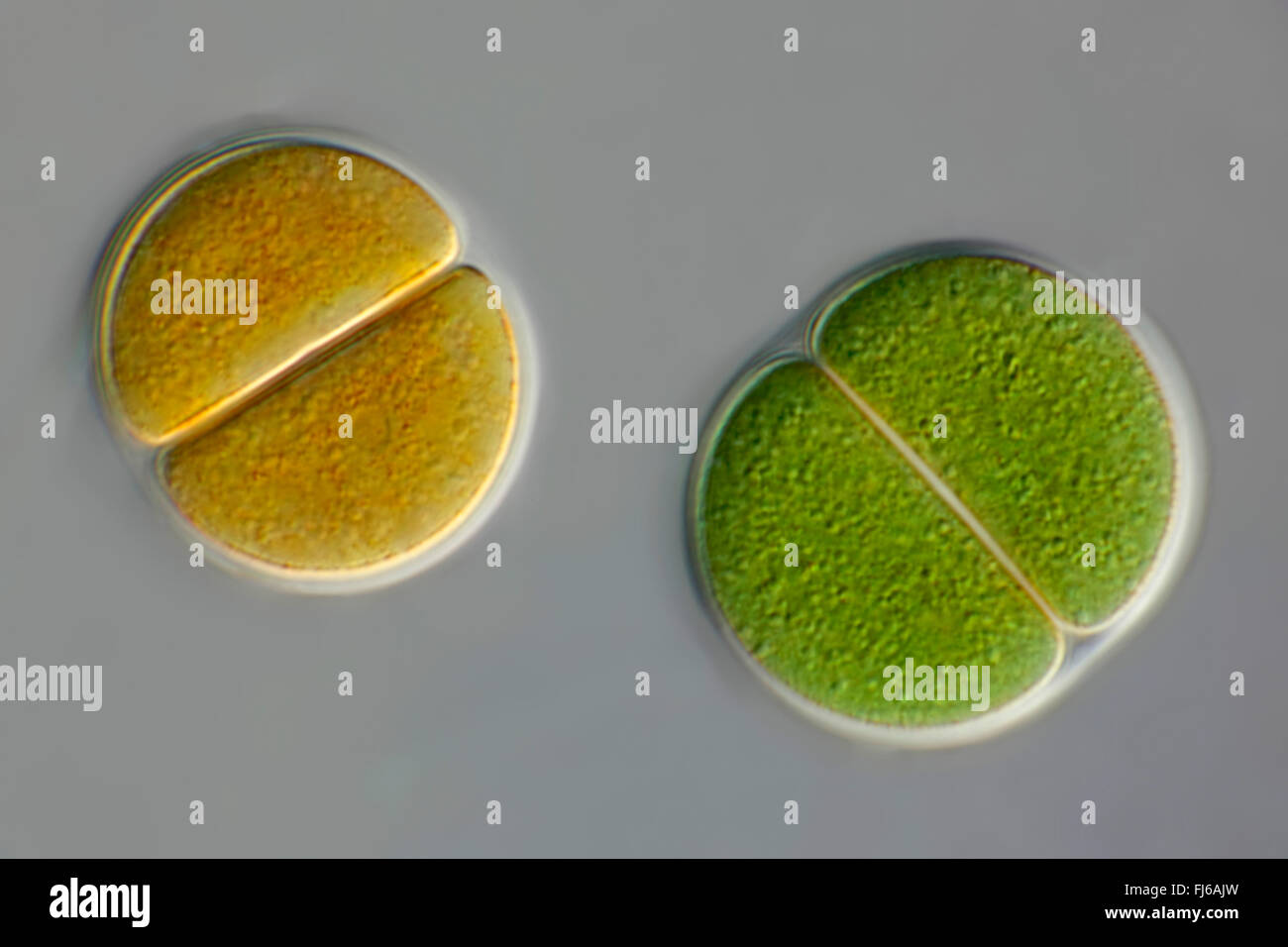 Chroococcus spec algue bleu vert Banque de photographies et d’images à ...