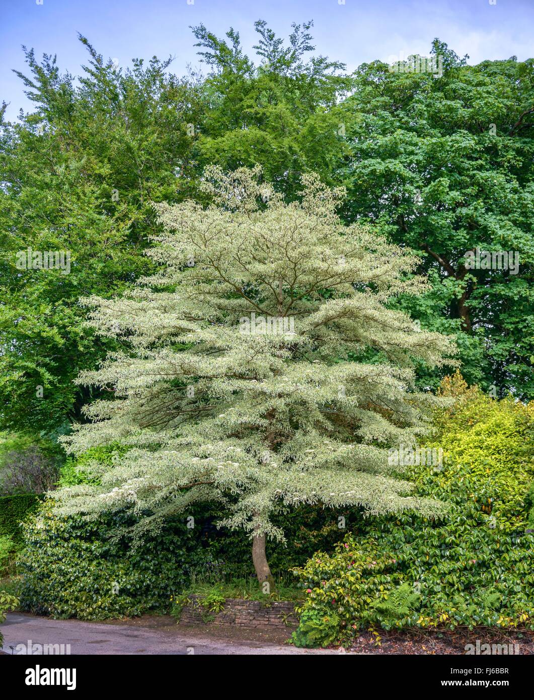 Cornouiller (Cornus controversa géant 'Variegata', Cornus controversa ...