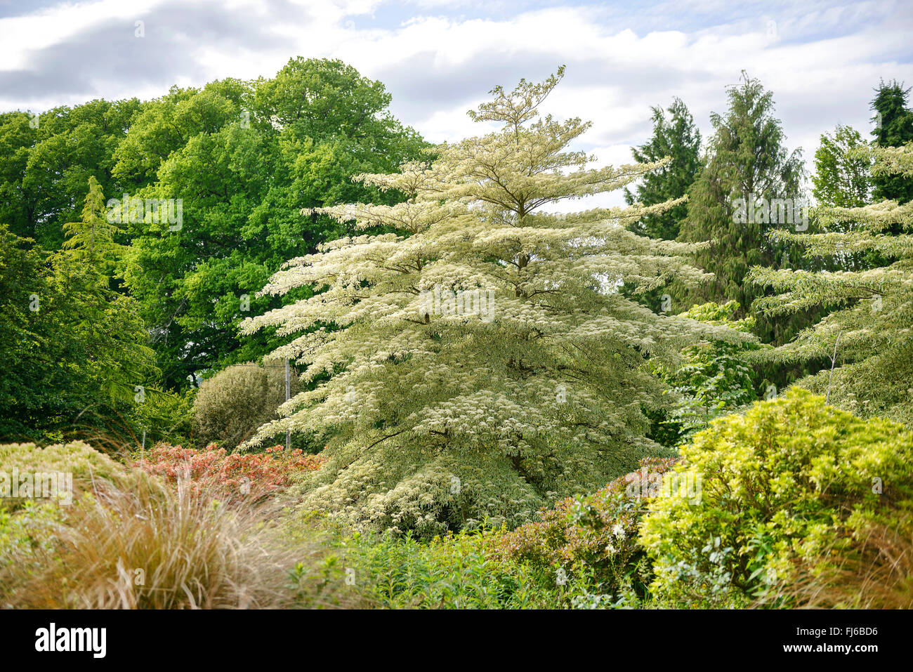 Cornus controversa variegata Banque de photographies et d’images à ...