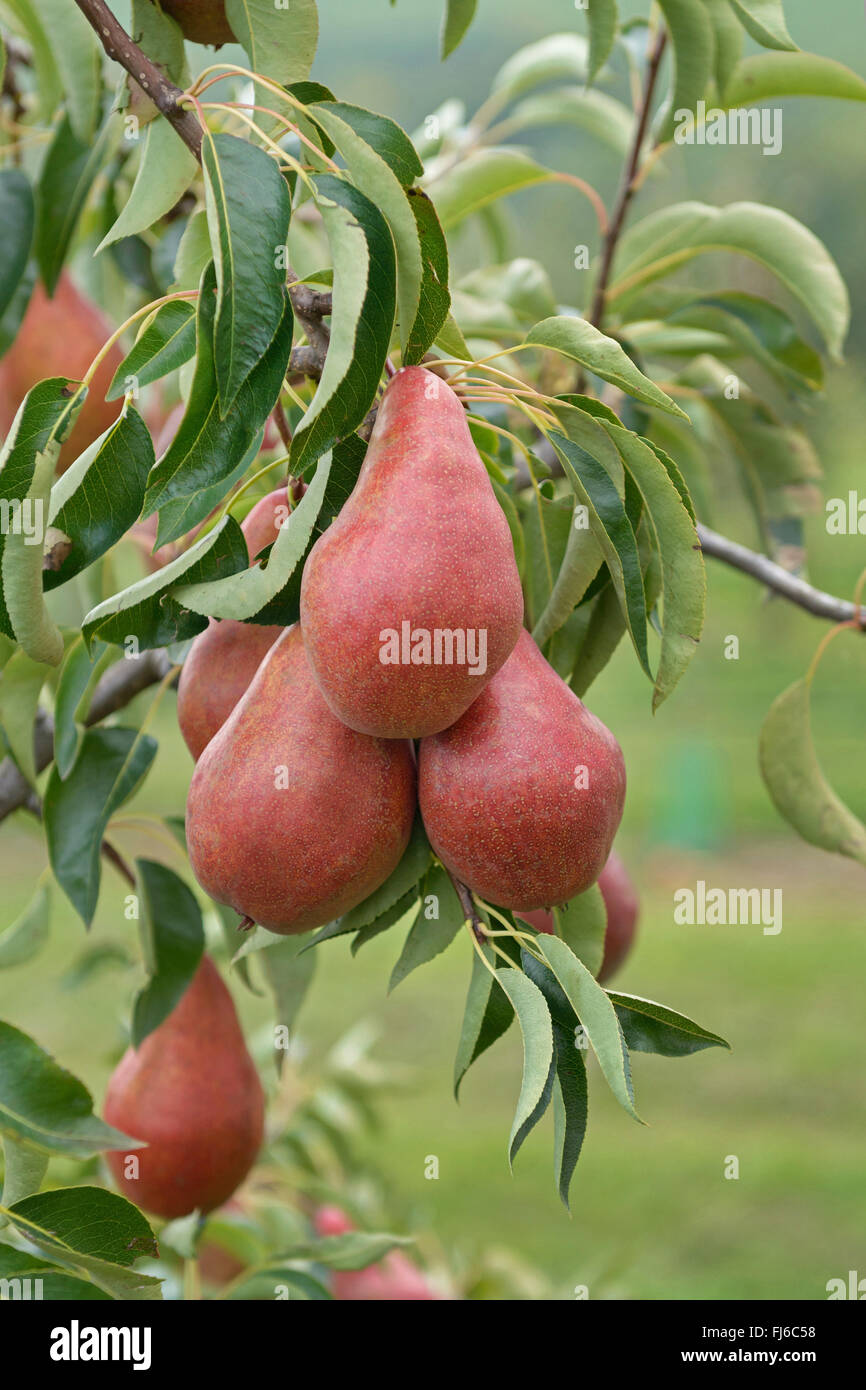 Poirier commun (Pyrus communis 'Karina', Pyrus communis Karina), les ...