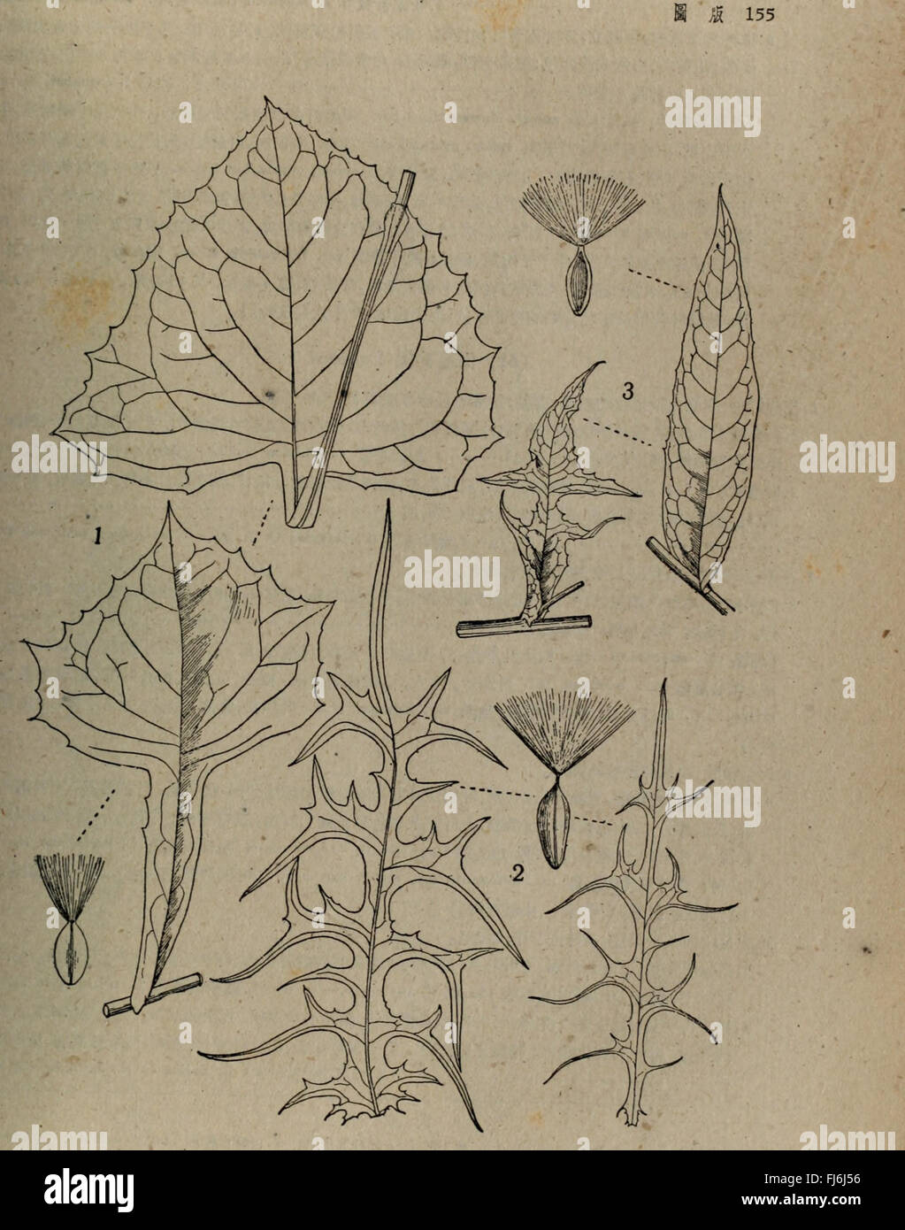 Le Dong BEI Zhi Wu Jian Suo Biao de 1959 est une référence botanique ...