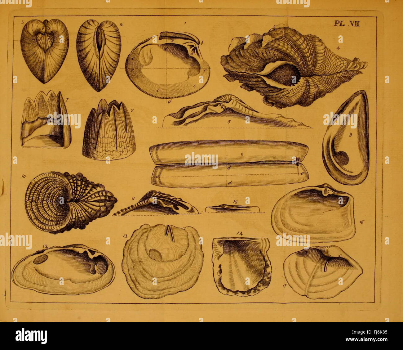 Un guide pour l'étude et la classification des coquillages, offrant un ...