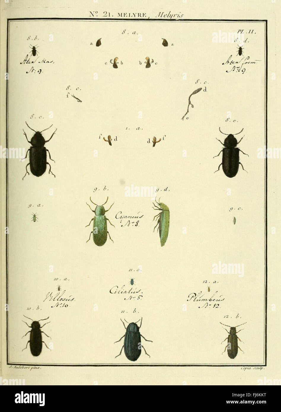 Ce travail propose une étude détaillée des espèces de coléoptères, en ...