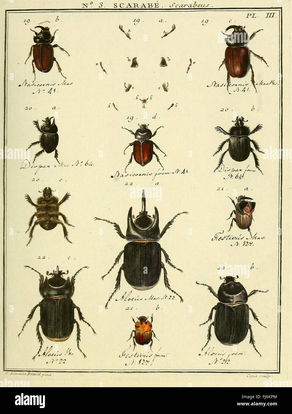 Entomologie, ou, histoire naturelle des insectes (No. 3 Scarabe PL. III ...