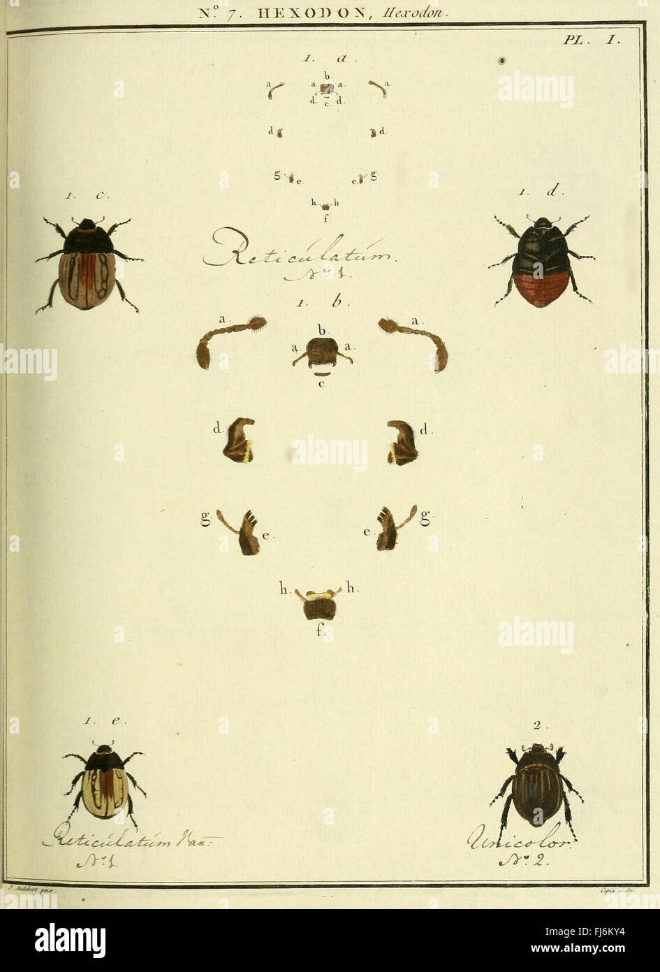 Une plaque de 'Entomologie', illustrant le coléoptère Hexodon, qui fait ...