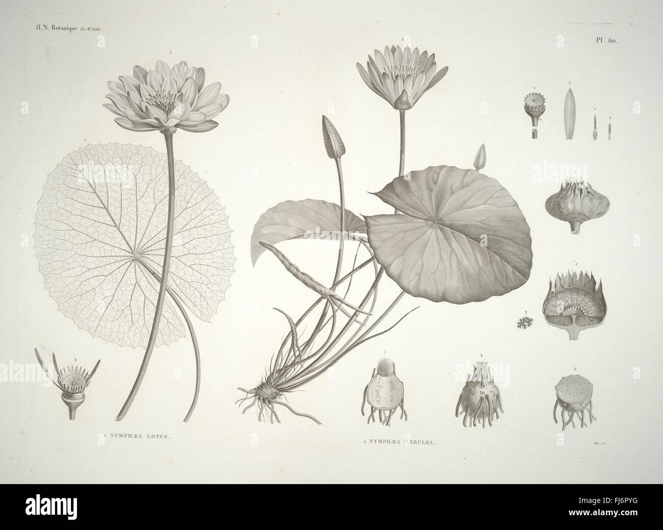 Flore d'Egypte, une œuvre botanique documentant les plantes d'Egypte ...