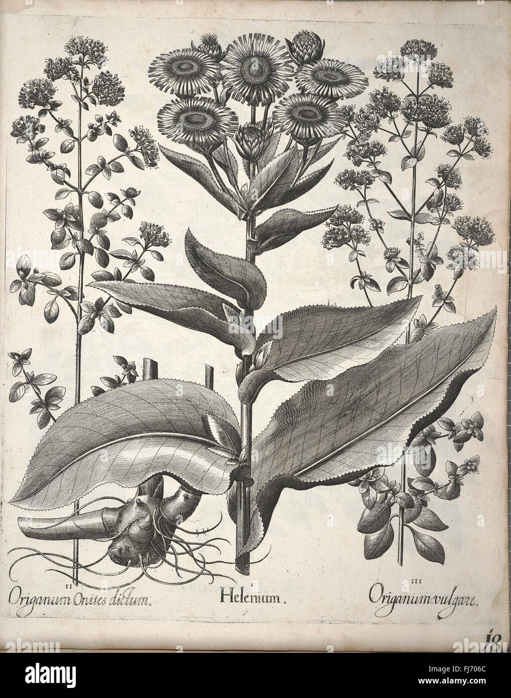 Hortus Eystettensis est une œuvre botanique du début du XVIIIe siècle ...