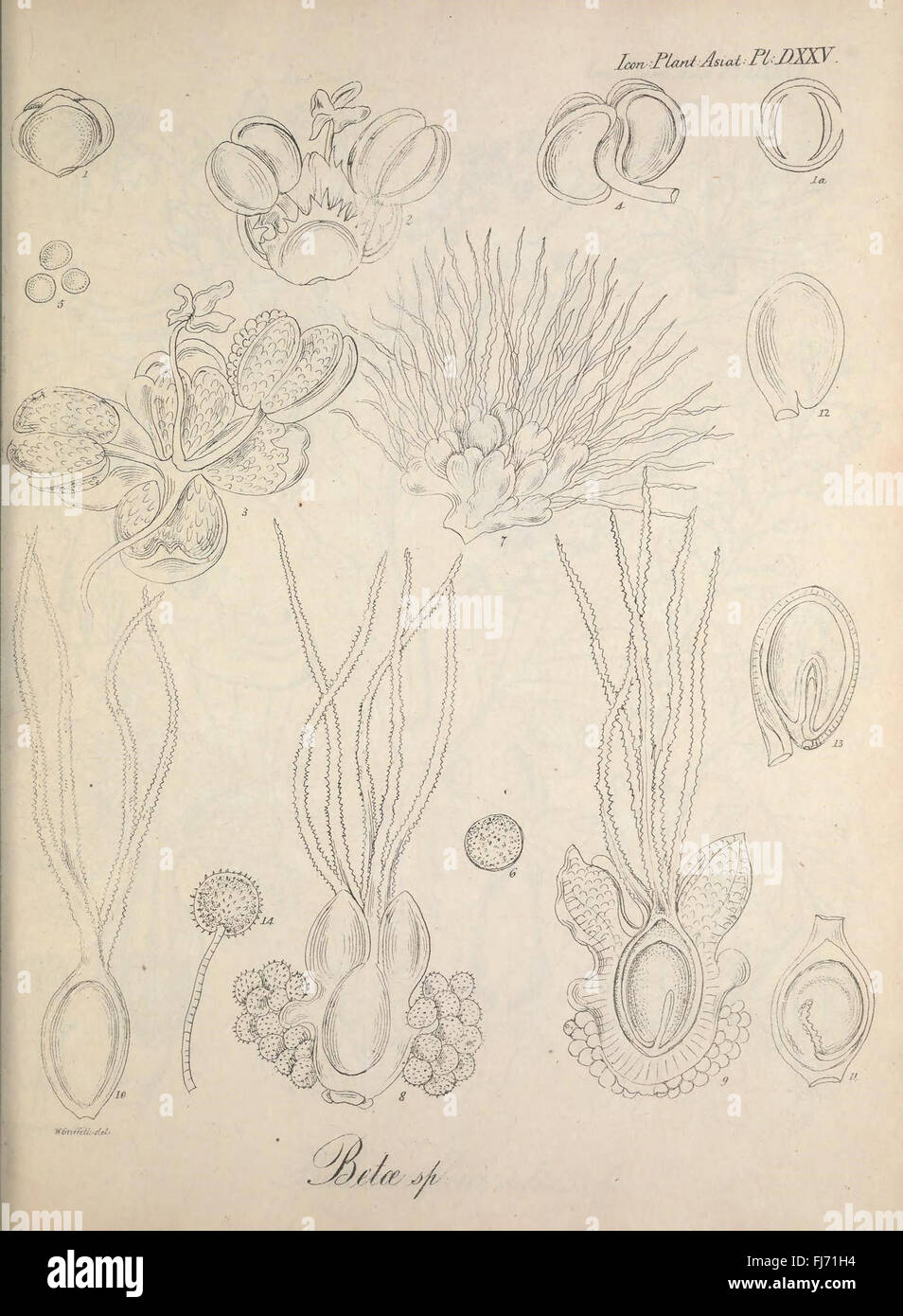 Une suite d’une étude botanique illustrée axée sur les plantes ...