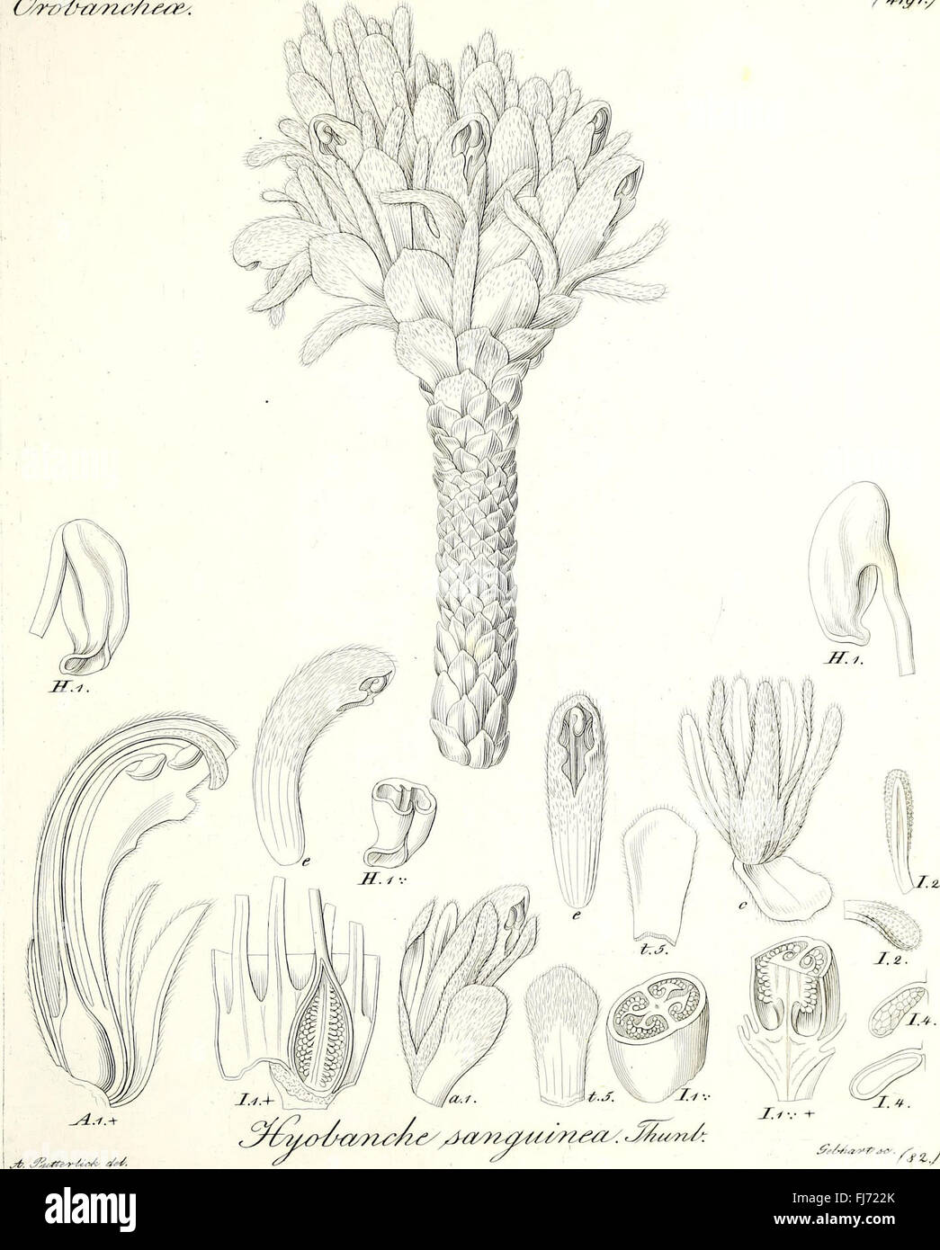 Œuvre botanique iconographique de 1838, présentant des illustrations de ...