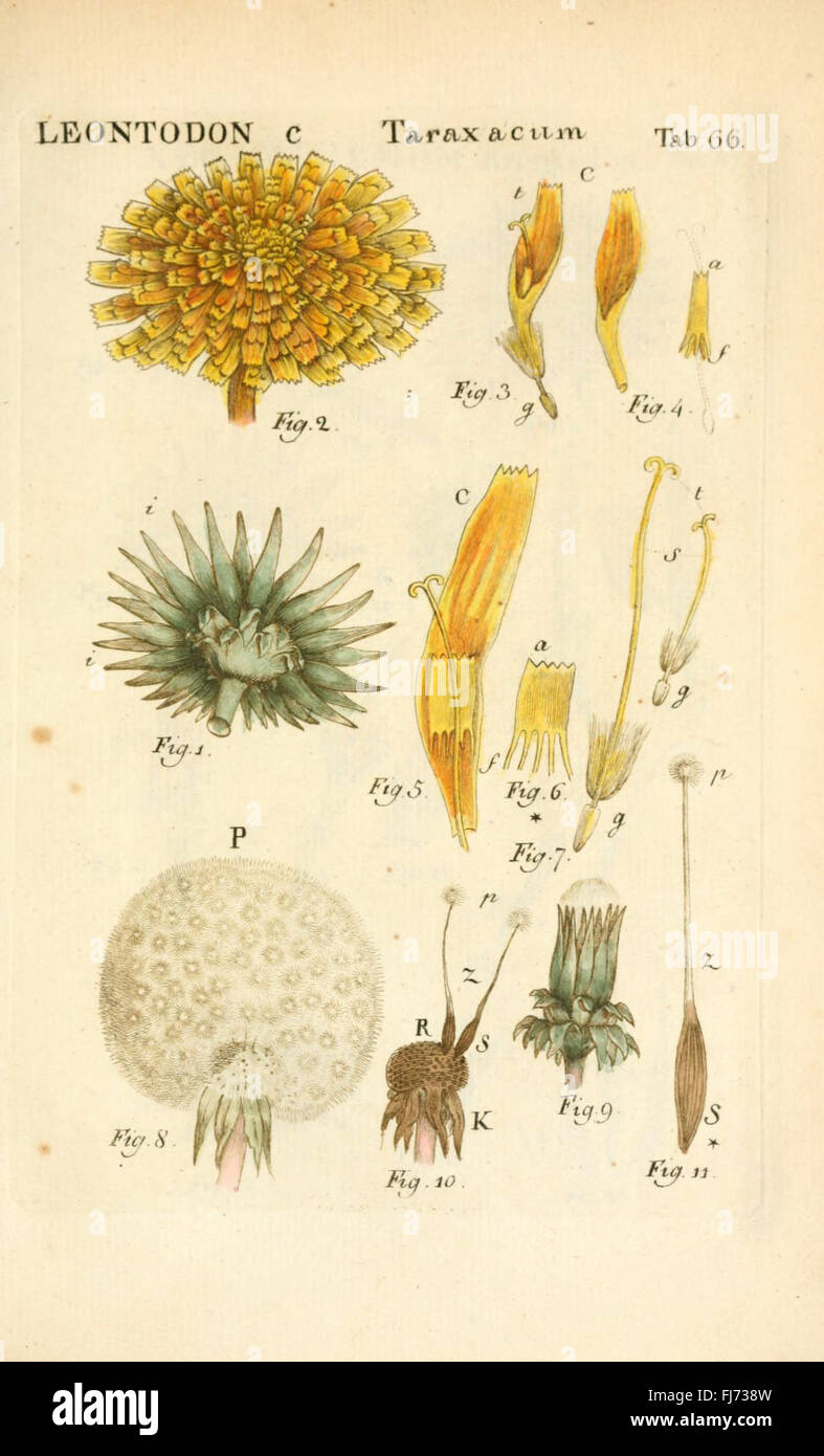 Une illustration tirée de 'Illustratio systematis sexualis Linnaeani ...