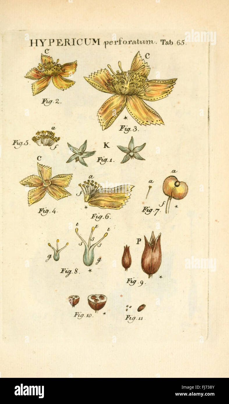 Illustration du système sexuel de Linné (onglet 65), un ouvrage de Carl ...