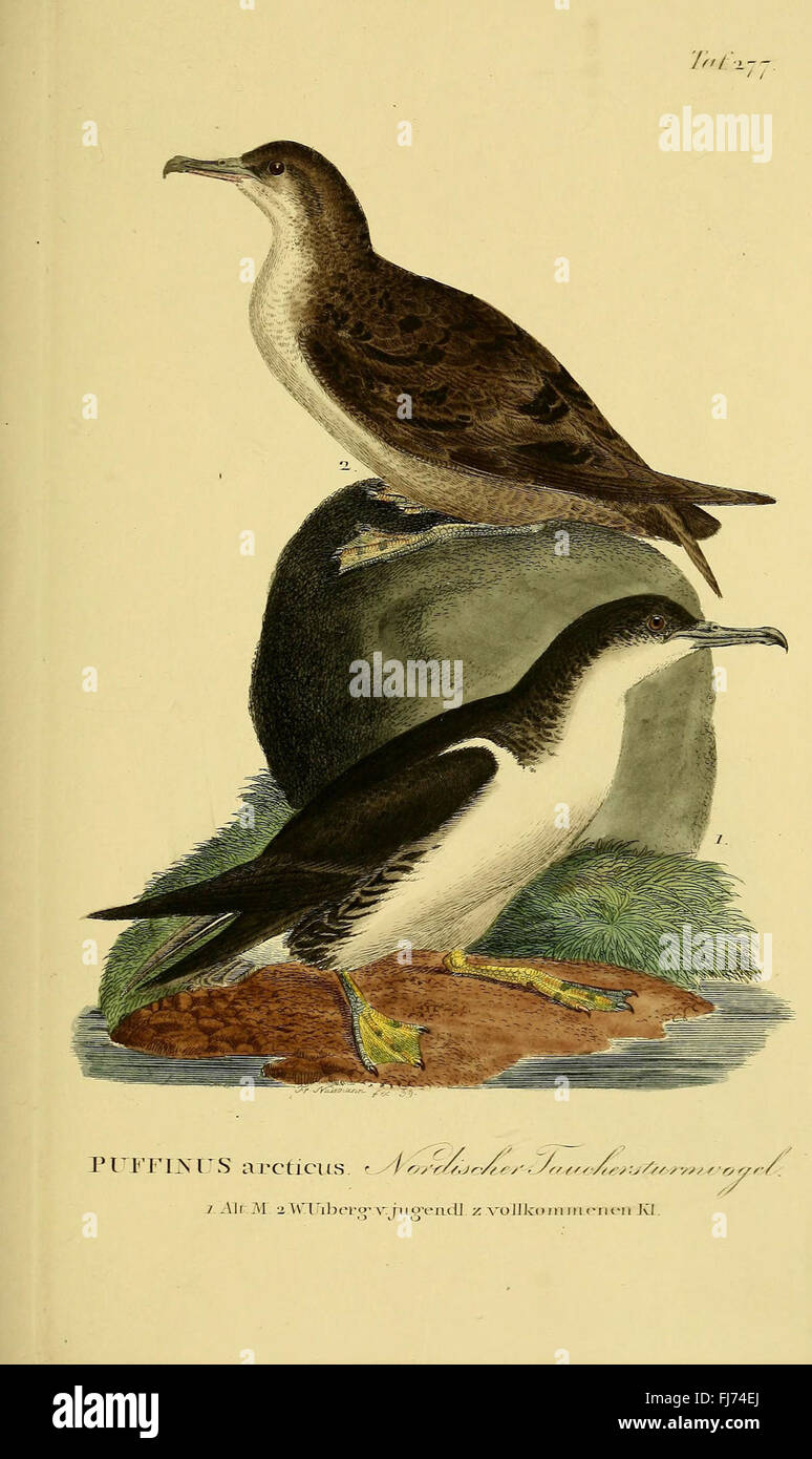 Illustration détaillée tirée de « Natural History of the Birds of ...