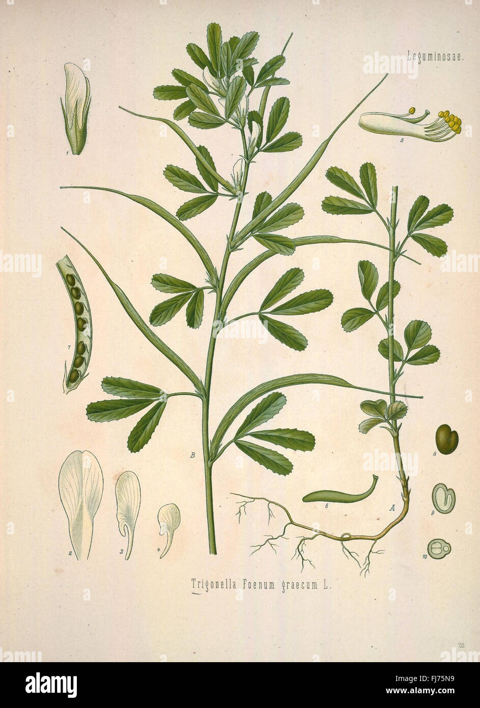 Plantes médicinales de Köhler dans les illustrations naturalistes avec ...