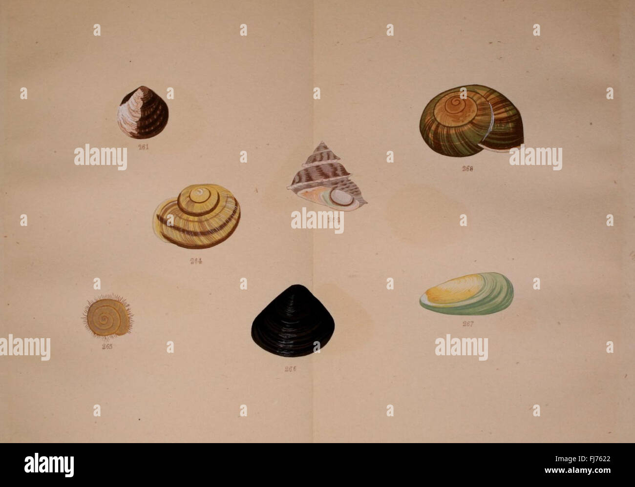 Kaisenshu, mollusques, catalogue de coquillages, Japon, bibliothèques ...