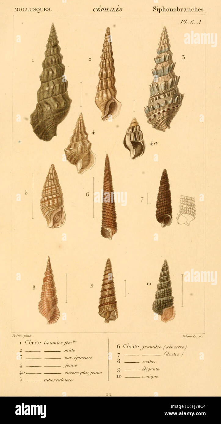 Une étude détaillée des mollusques, centrée sur leur classification ...