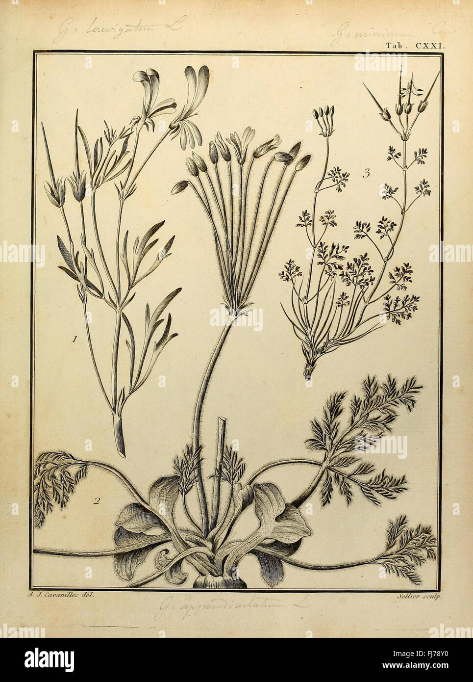 Monadelphiae Classis Dissertationes Decem (Tab. CXXI) - Un travail ...