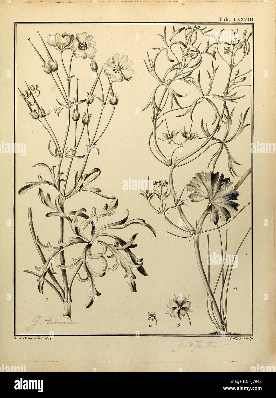 Une thèse détaillée sur la classe de plantes Monadelphiae, axée sur les ...