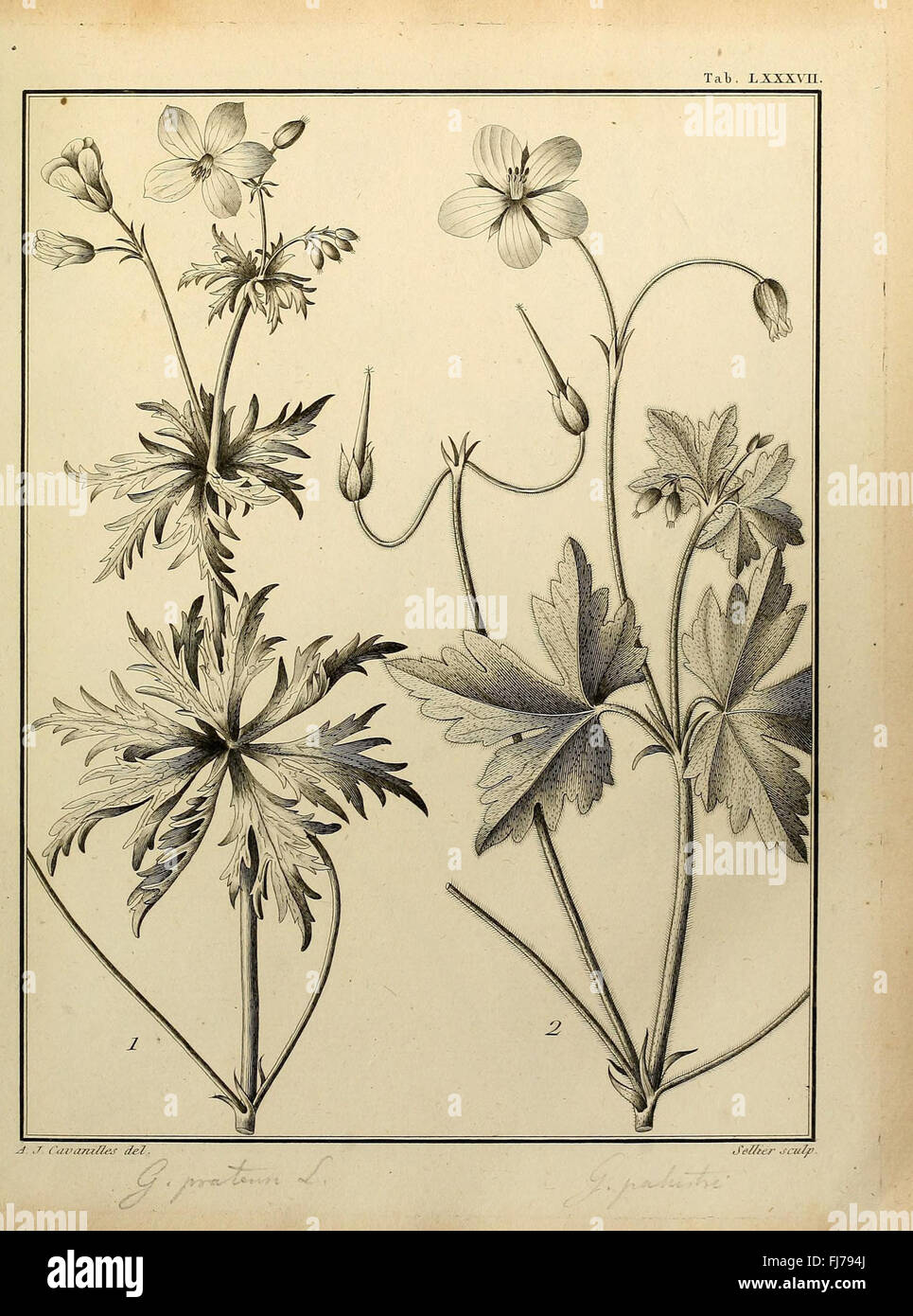 Monadelphiae Classis Dissertationes Decem (Tab. LXXXVII) : un travail ...