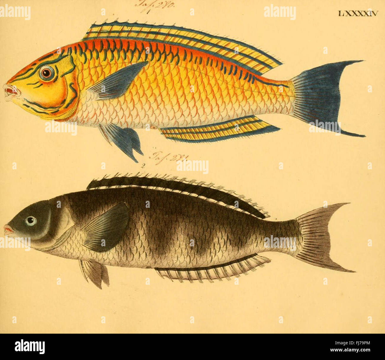 Histoire naturelle en images avec texte explicatif, poissons, œuvres ...