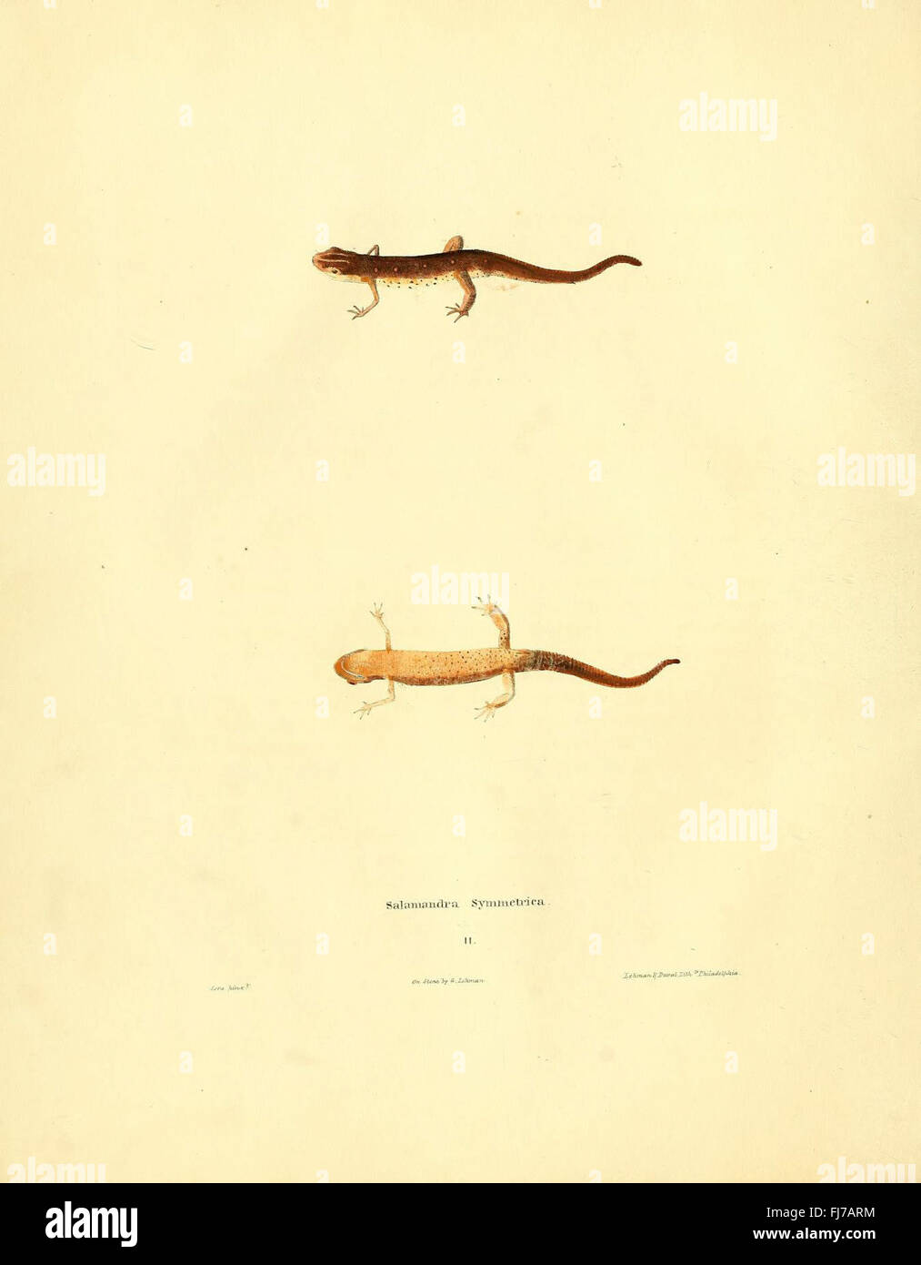 Un guide complet sur les reptiles d'Amérique du Nord, fournissant des ...