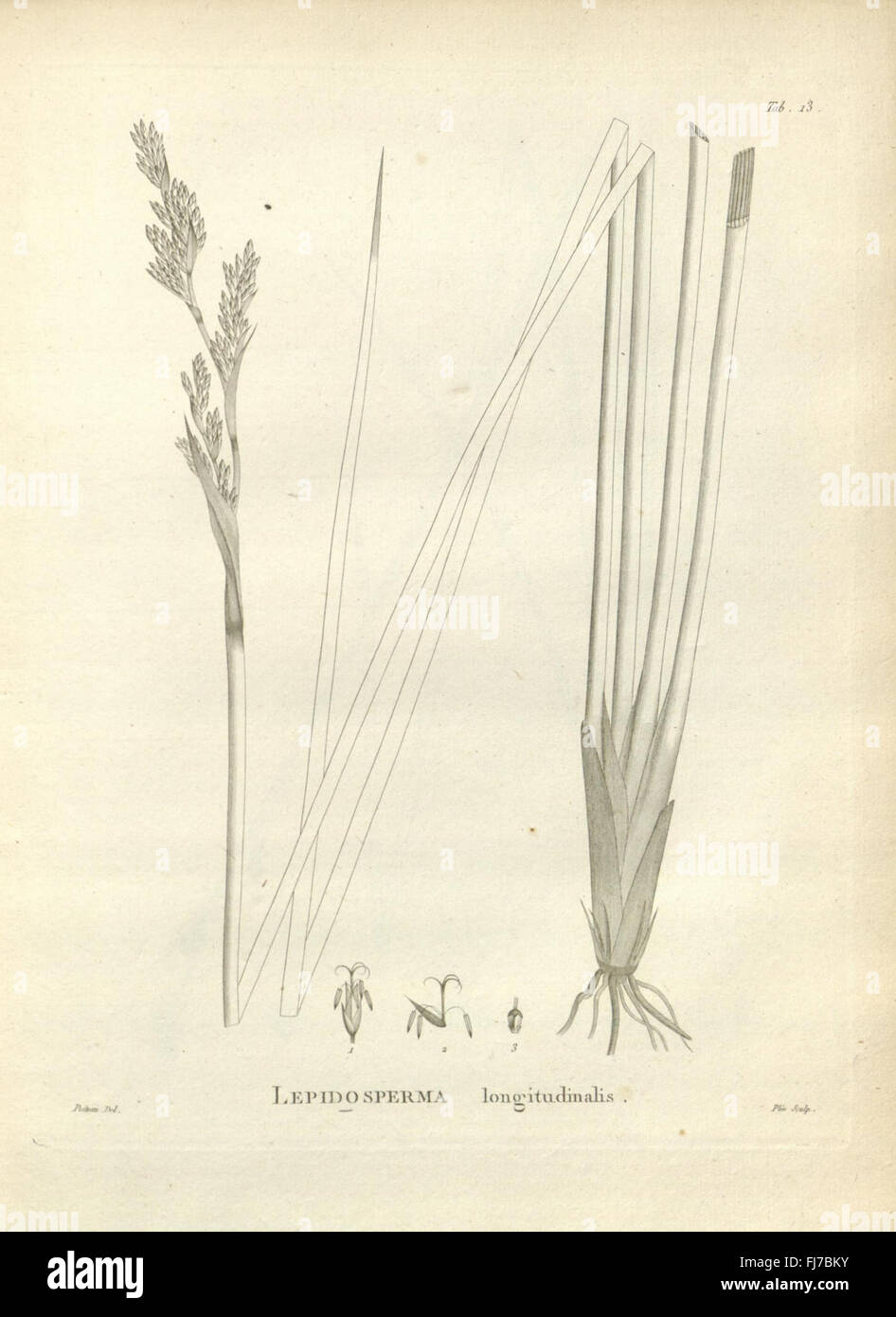 Spécimens of New Holland plants (Australie), ouvrage botanique ...