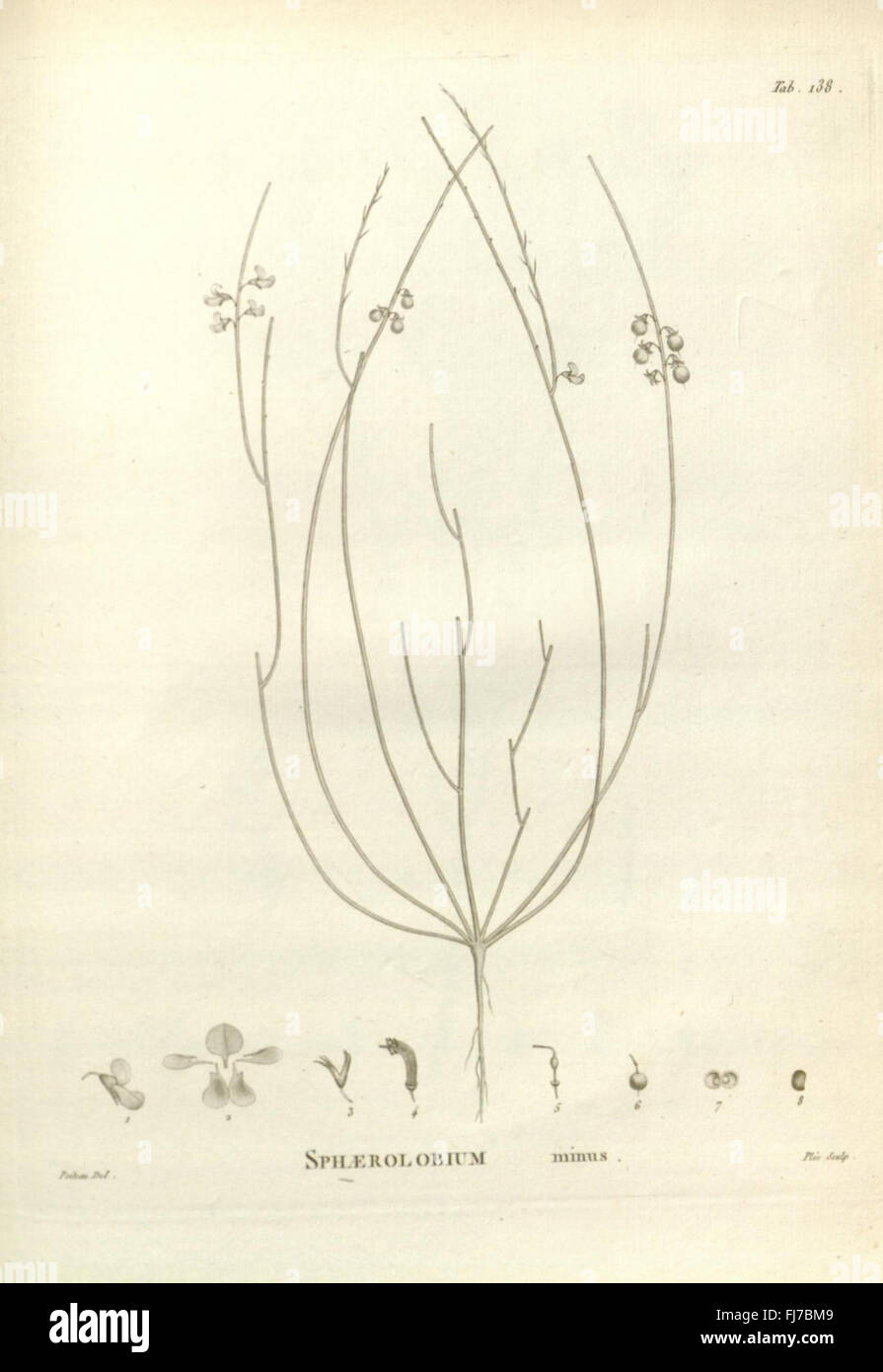 Spécimen botanique de New Holland (Australie), présentant la flore ...